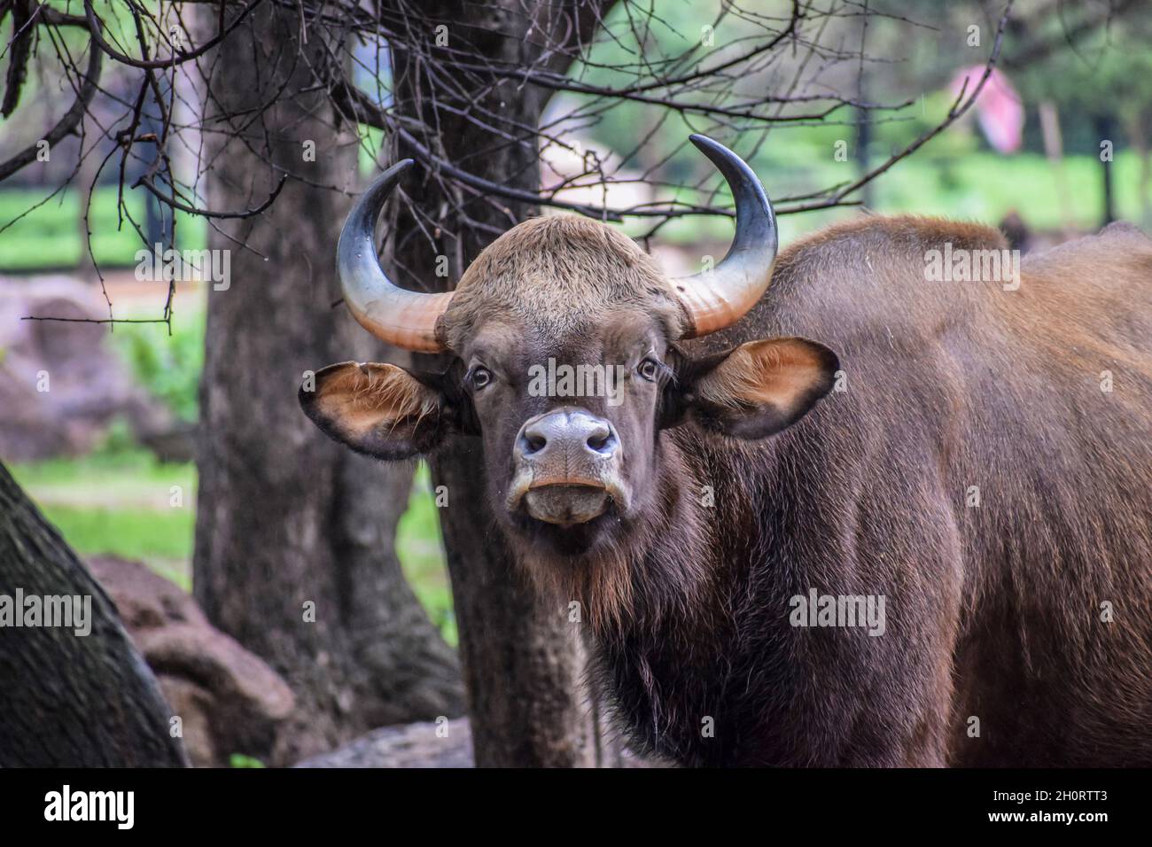 Portrait of an Indian Bison standing in a forest, India Stock Photo - Alamy