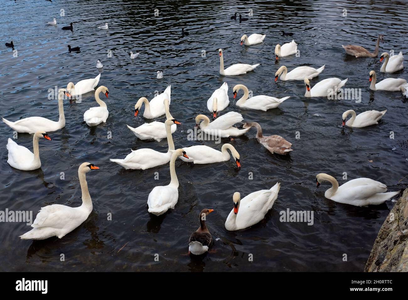 Bird,Birds,Swan,Swans,feeding,The Causeway,River Yar,Freshwater,Isle of ...