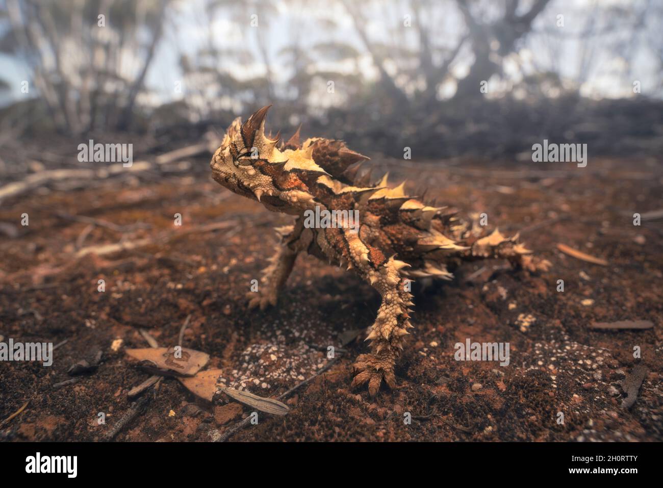 Portrait of a wild thorny devil (Moloch horridus), a unique and iconic ...
