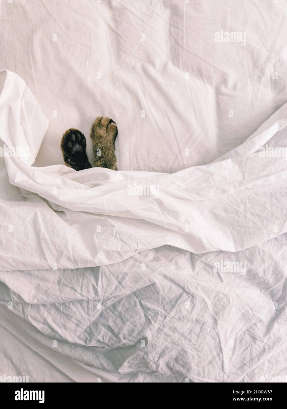 Overhead view of a cat's paws lying under a bedsheet in a bed Stock ...