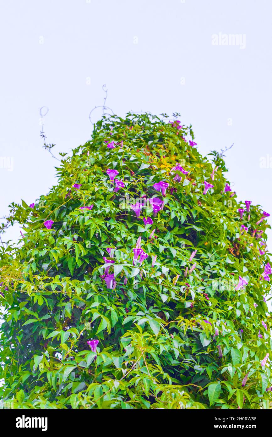 Pink violet purple Mexican Morning Glory Glories Ipomoea spp flowers on ...
