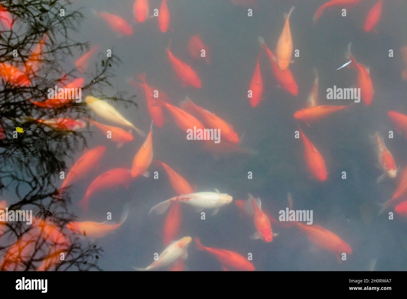 Red Carp High Resolution Stock Photography and Images - Alamy