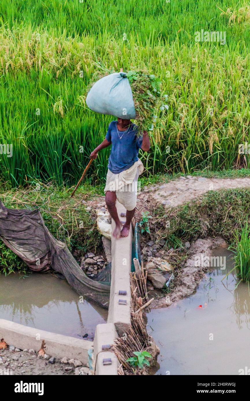 BIHAR STATE, INDIA - OCTOBER 26, 2016: Local peasant crossing paddy ...
