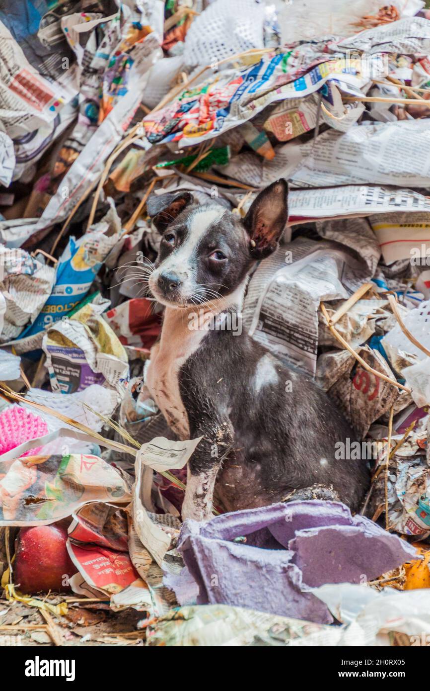 Stray dog garbage hi-res stock photography and images - Alamy