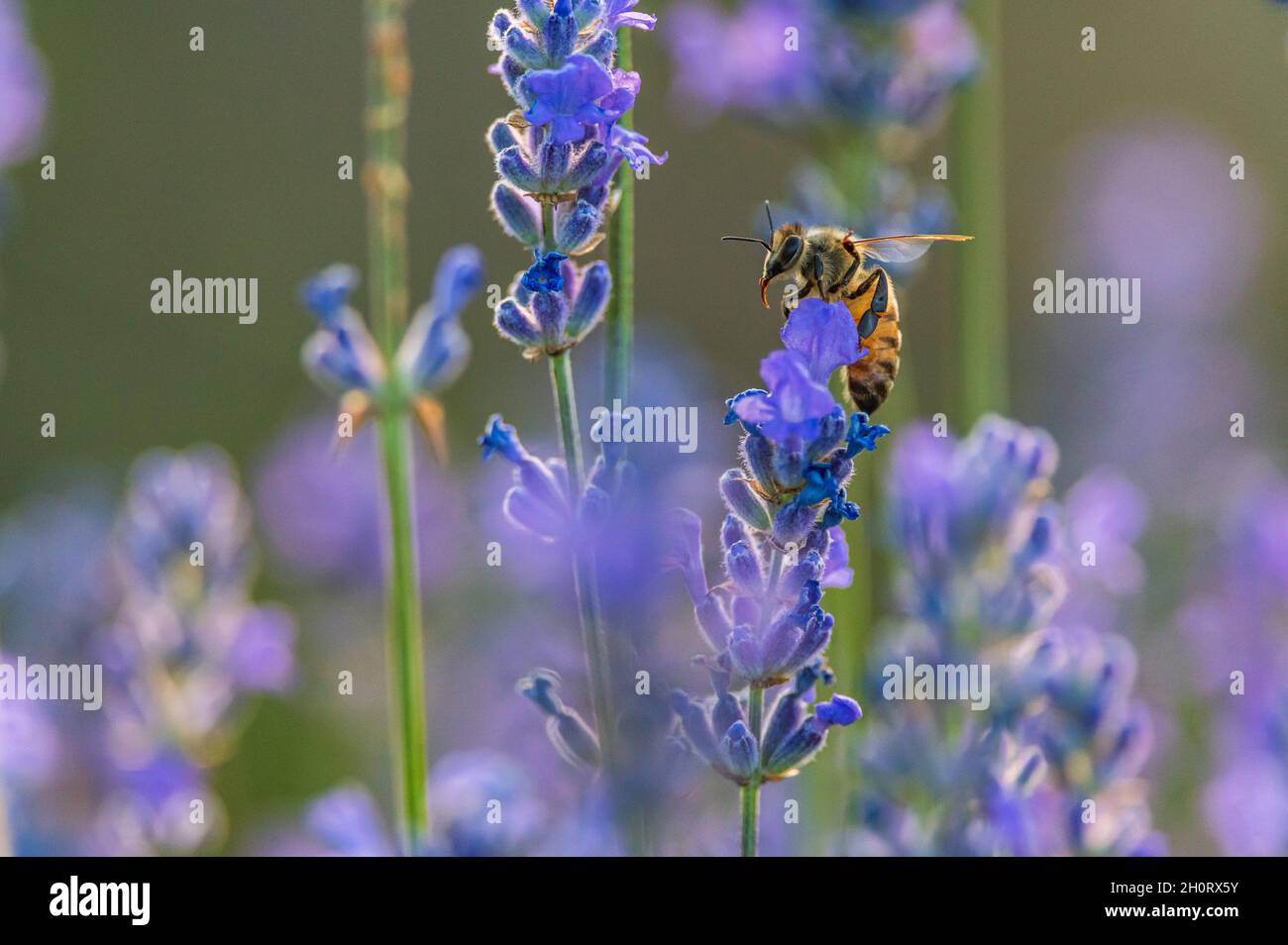 Fly over field flowers hi-res stock photography and images - Alamy