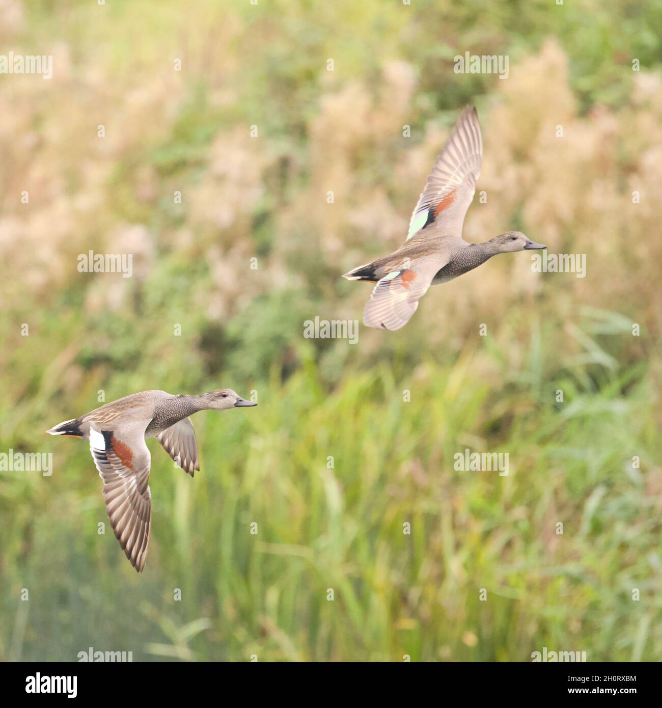 Distinctive flight pattern hi-res stock photography and images - Alamy