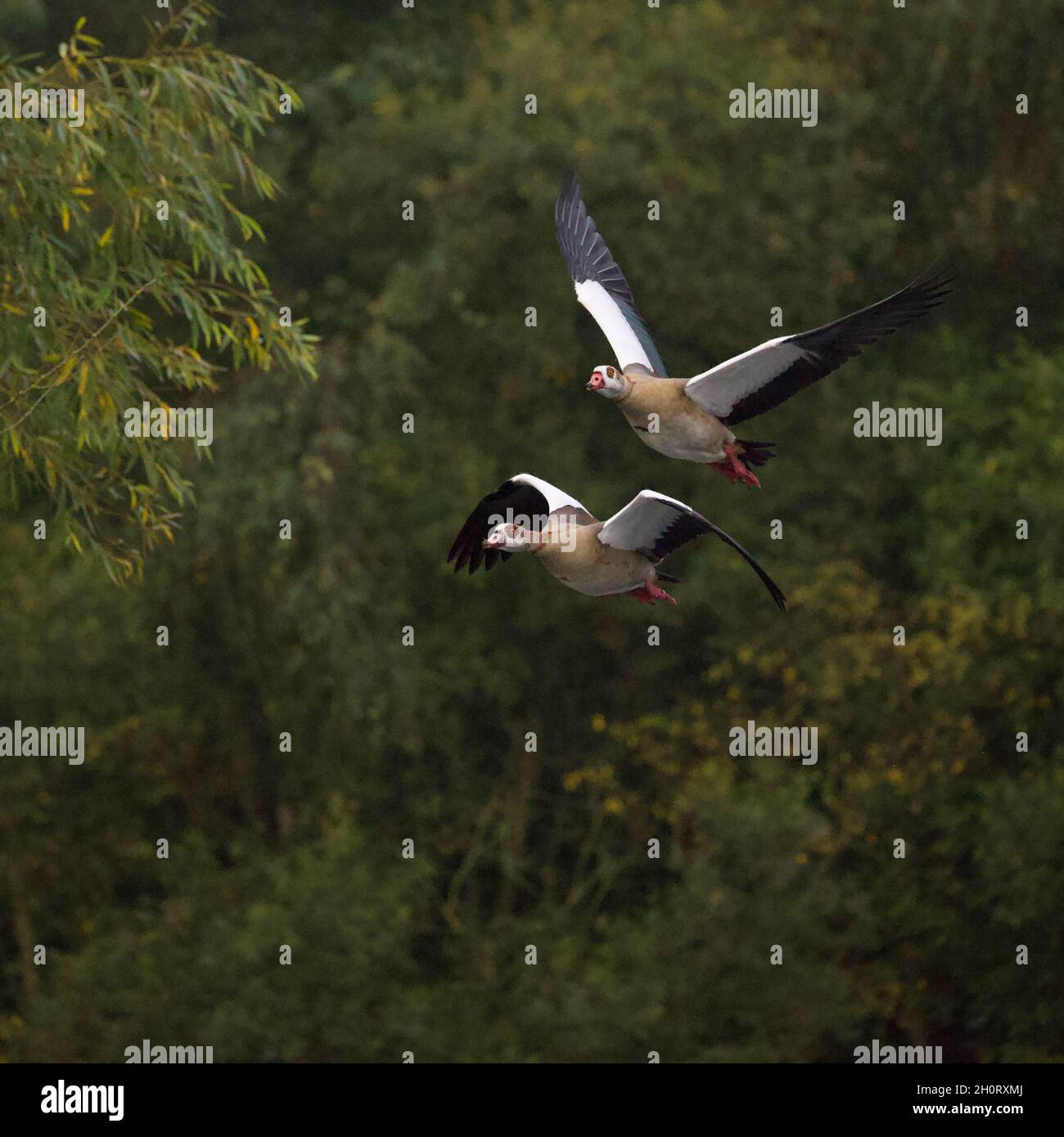 Deciduous Forest Birds Flying