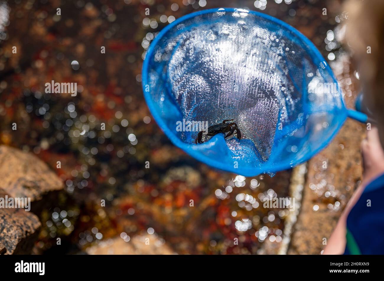 Crab in tidal pool hi-res stock photography and images - Alamy