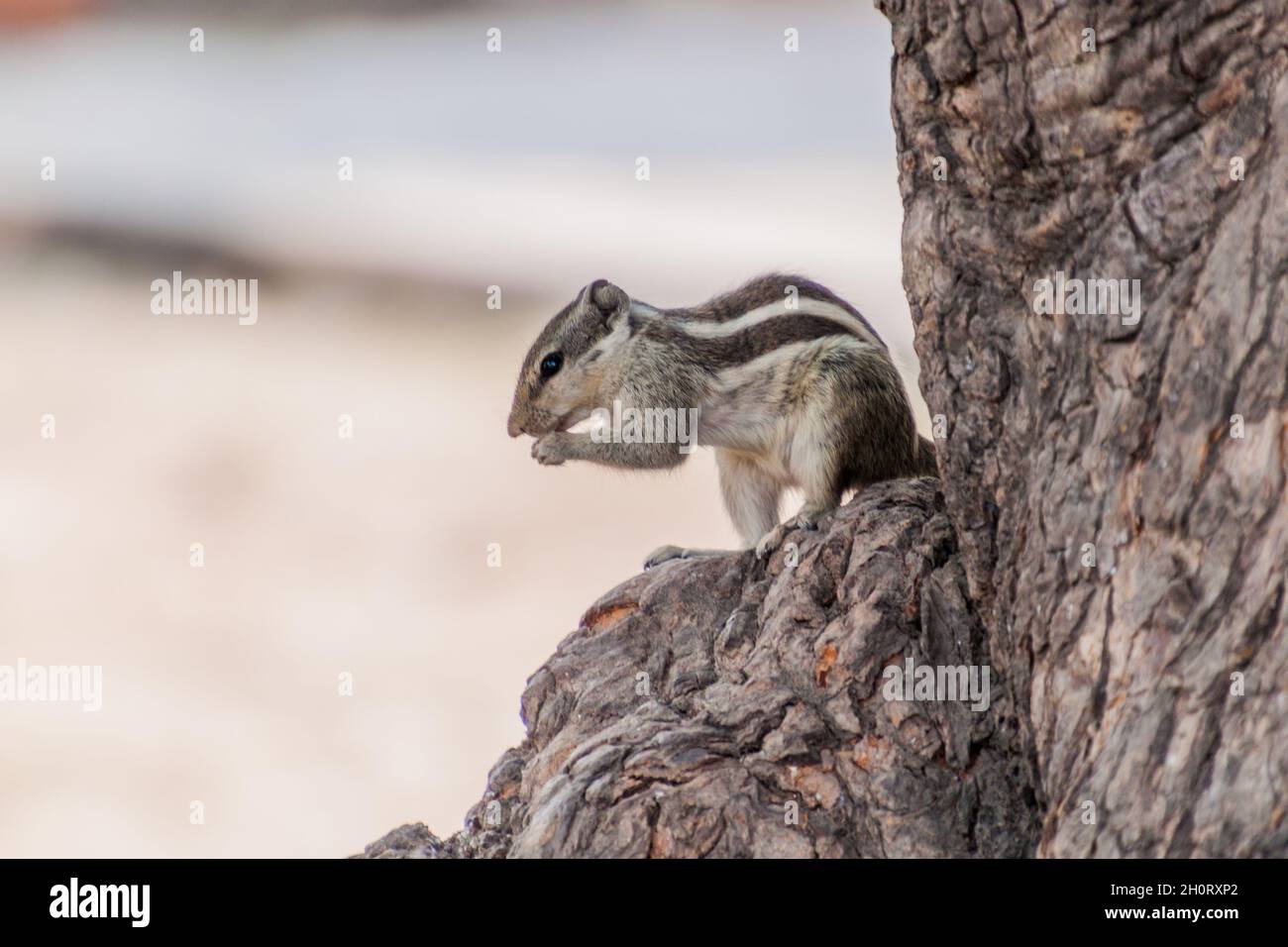 Indian chipmunk hi-res stock photography and images - Alamy