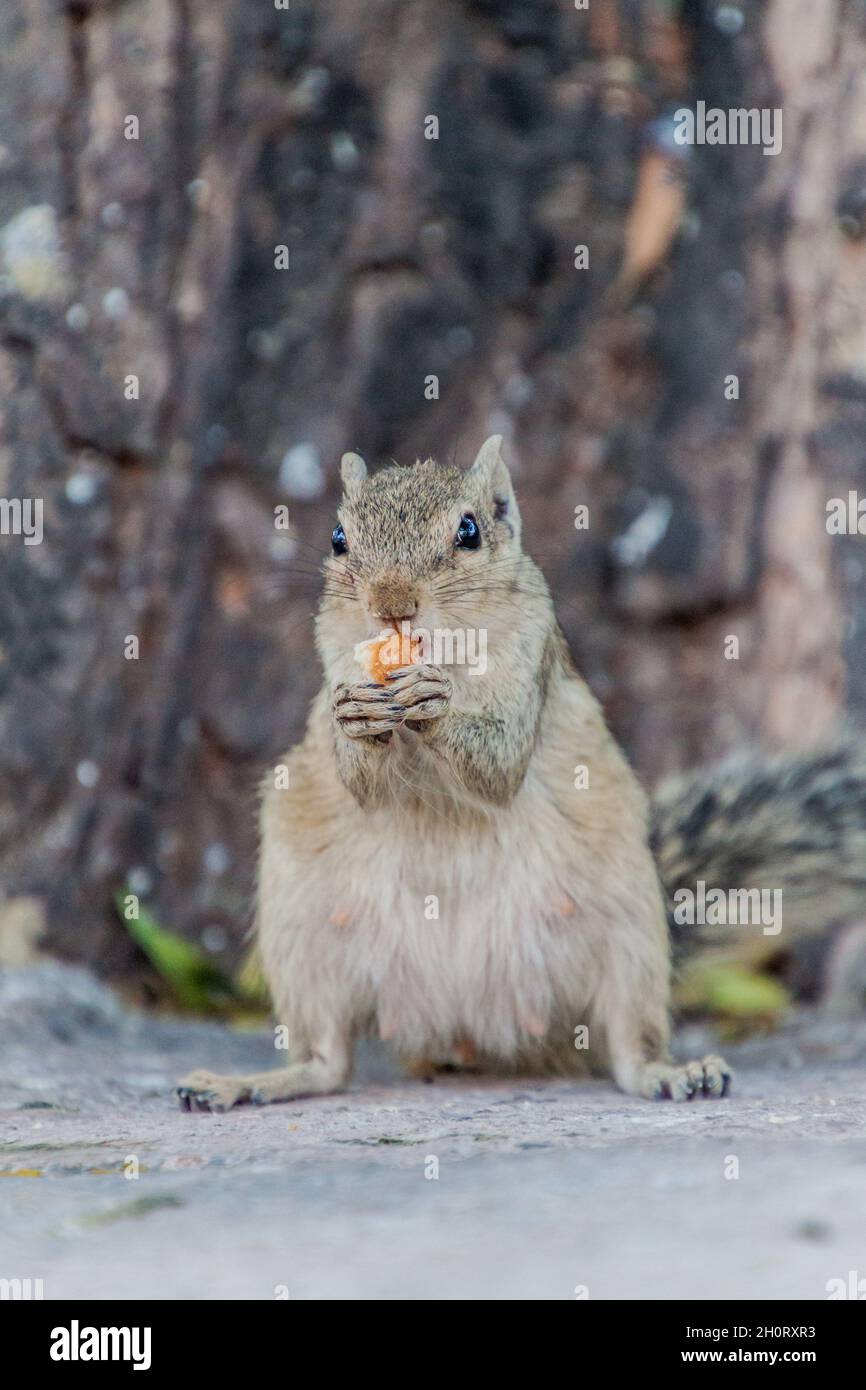 Chipmunk eating a biscuit in Delhi, India Stock Photo - Alamy
