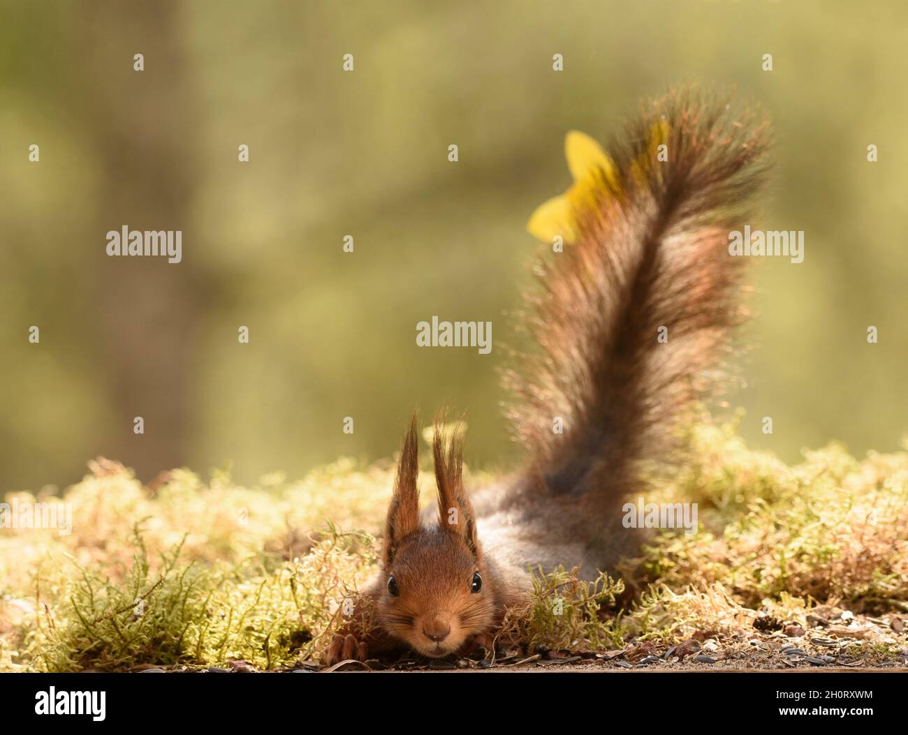 Red squirrel is looking at the viewer hi-res stock photography and ...