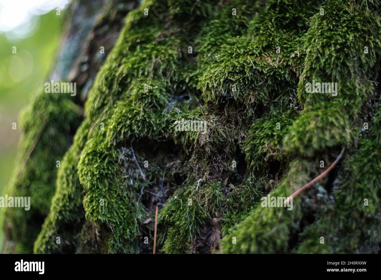 Inspiring What Side Of A Tree Does Moss Grow Images