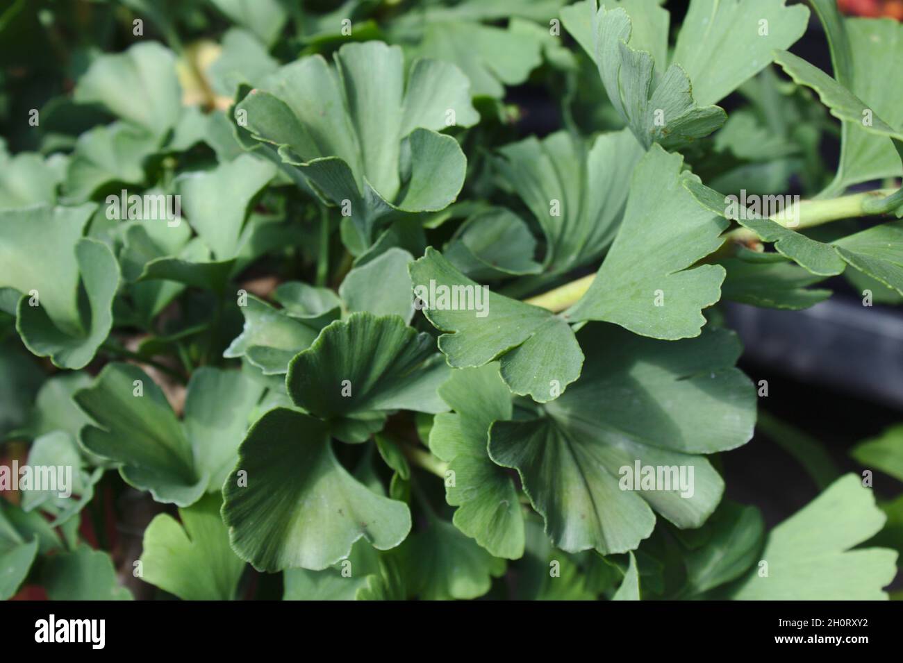 green healthy ginko in the garden Stock Photo - Alamy