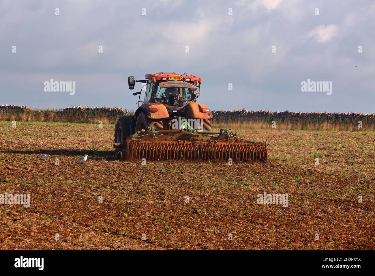 The farmer raking over the field breaking up the stubble ready for the ...