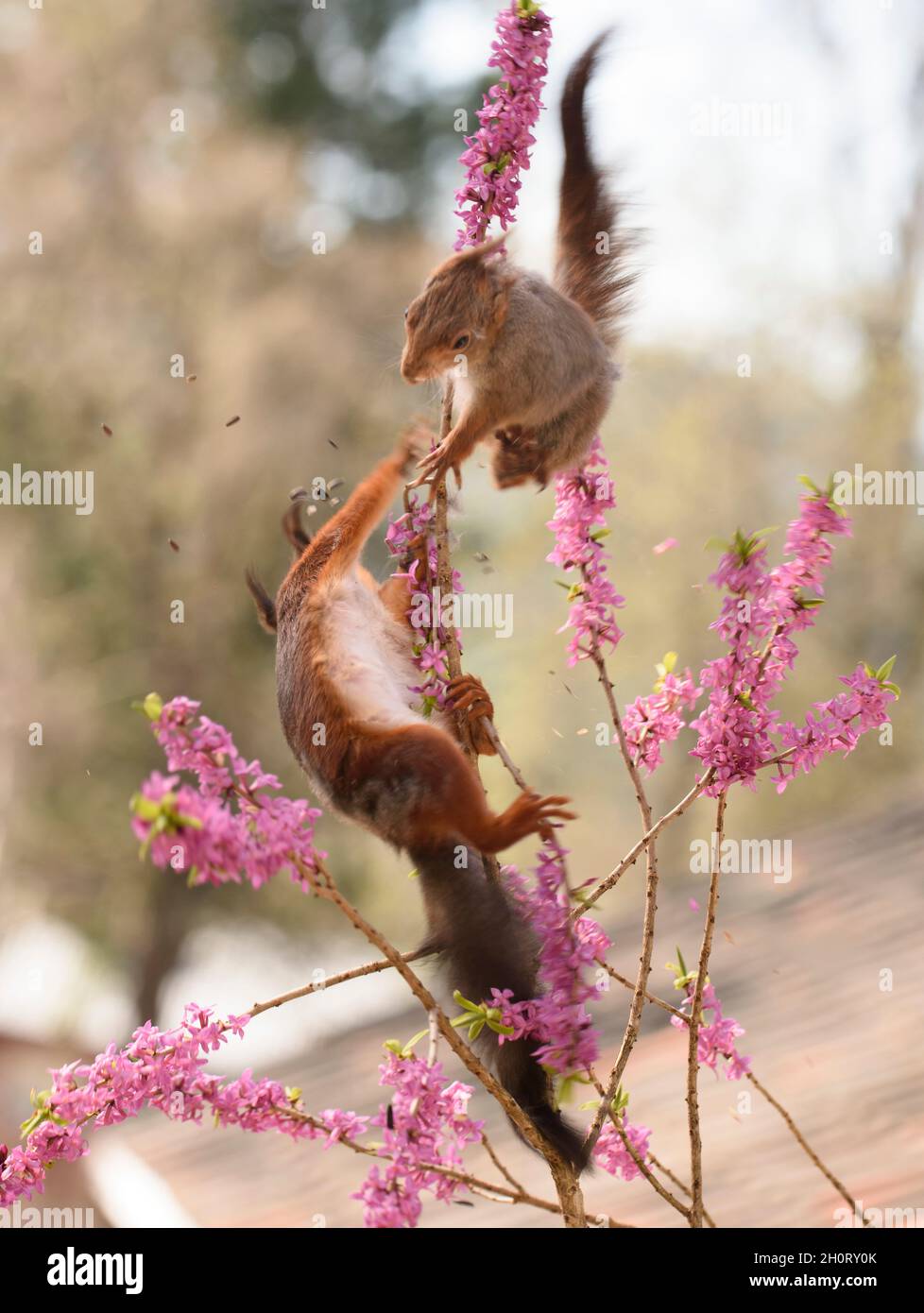 Two squirrels climbing hi-res stock photography and images - Alamy