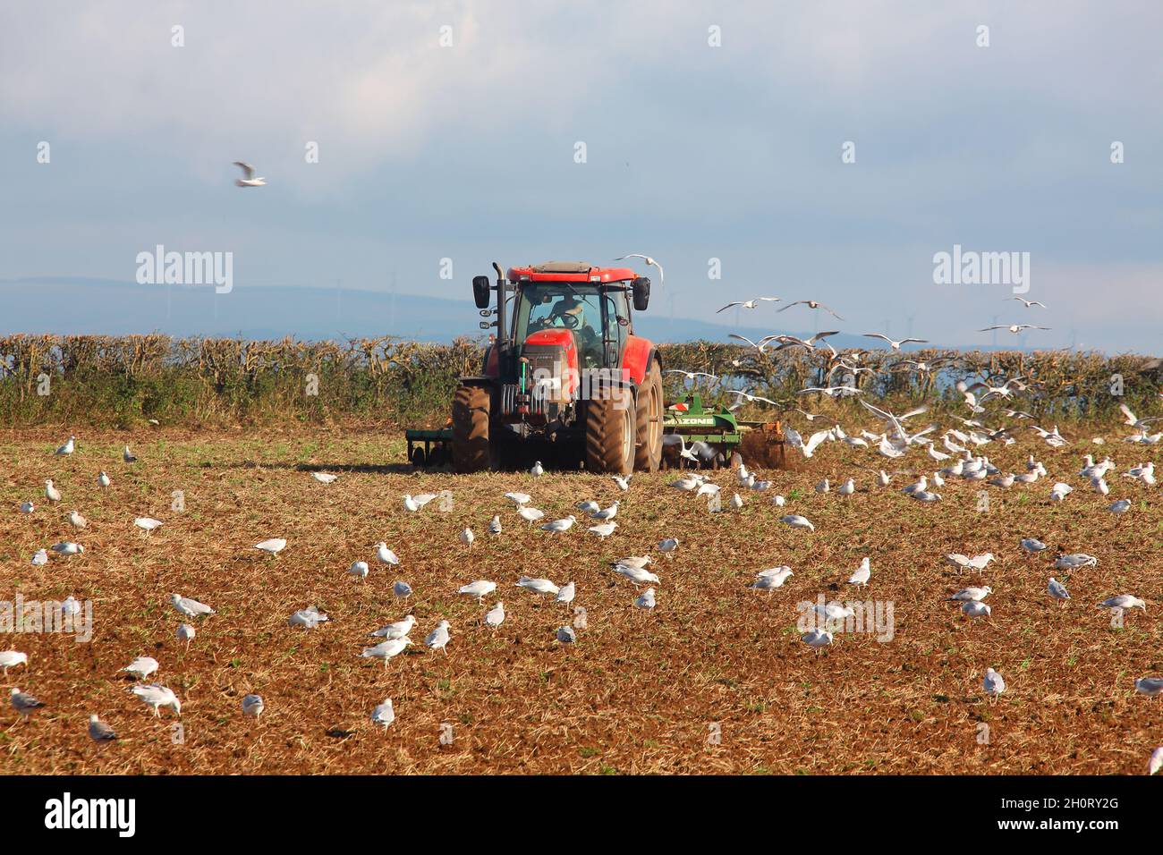 The farmer raking over the field breaking up the stubble ready for the ...
