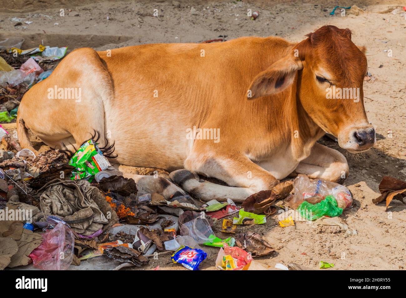 Cow eating garbage india hi-res stock photography and images - Alamy