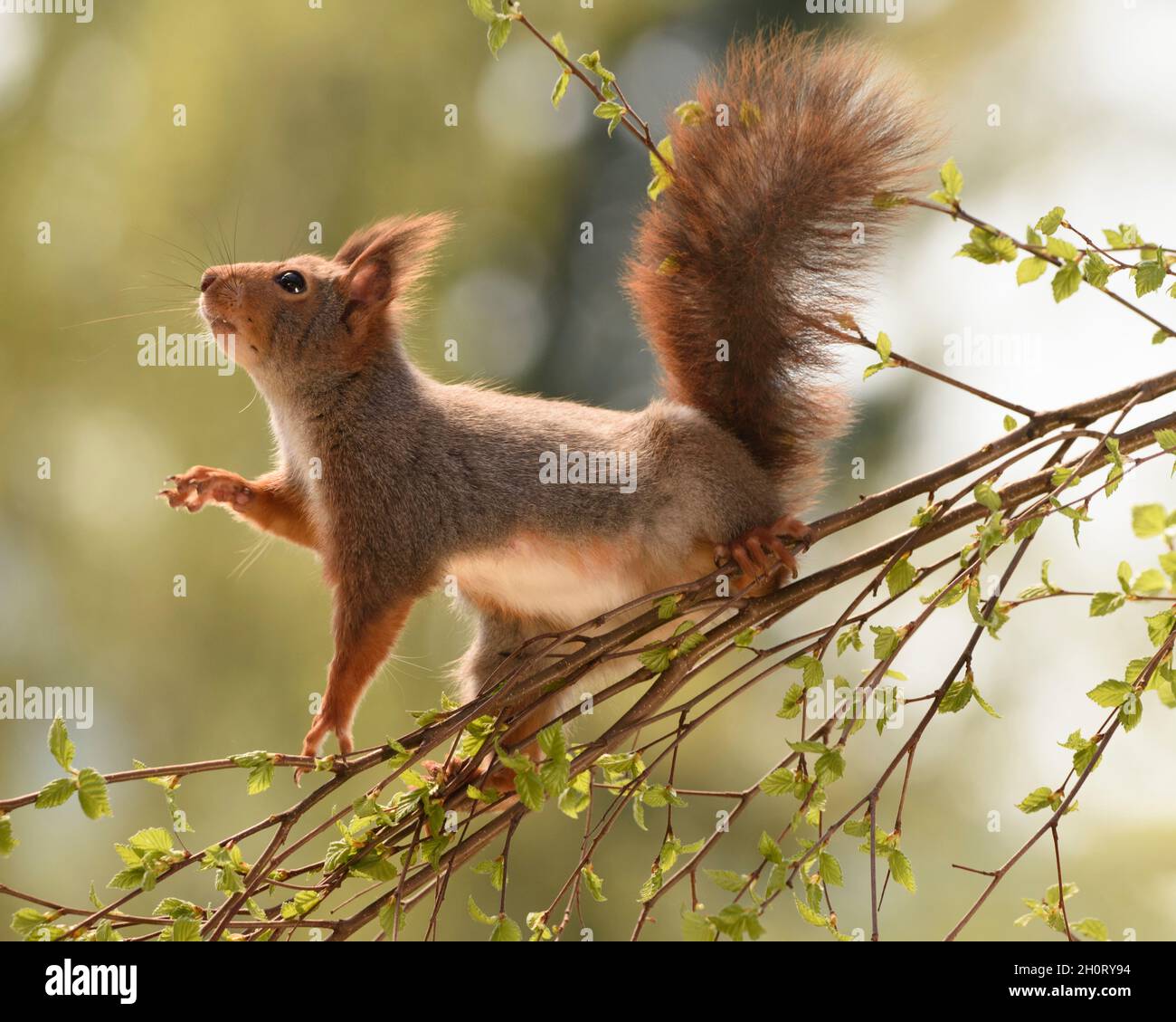 Red squirrel is looking up from a branch with leaves hi-res stock ...