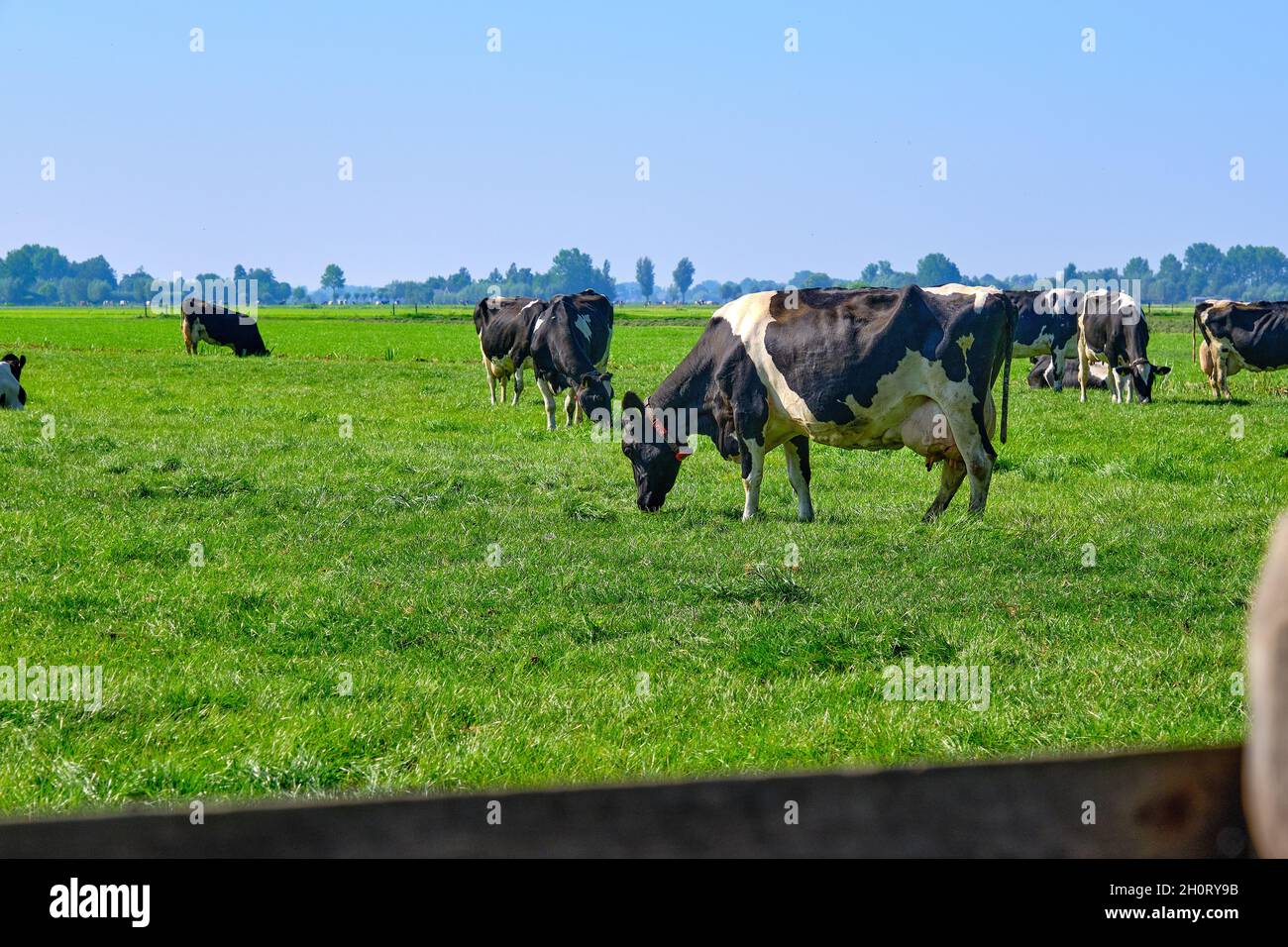 The Netherlands,Sep 8,2021-Cows in pasture with farm in the background ...