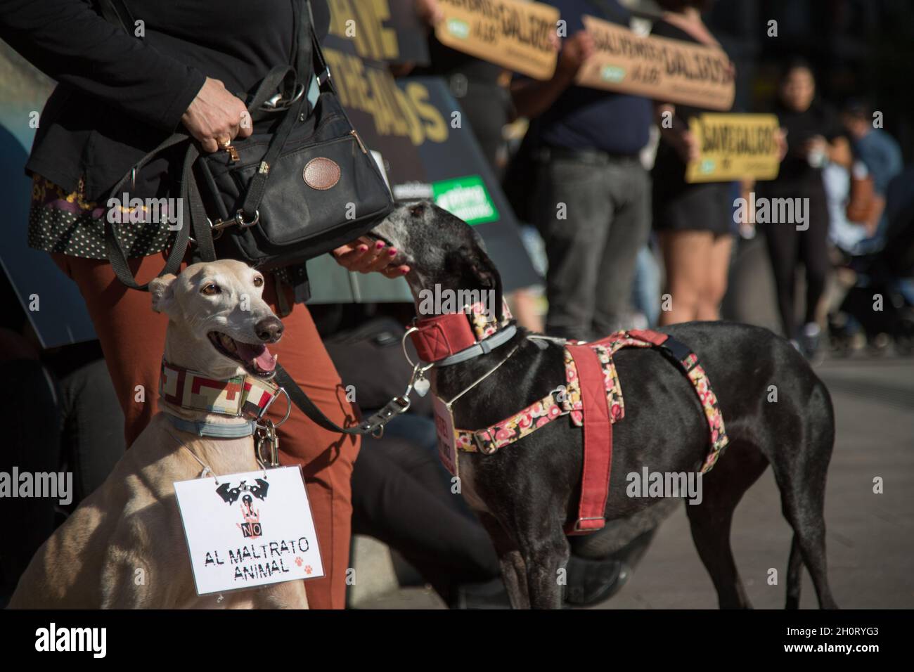 Derechos animales hi-res stock photography and images - Alamy