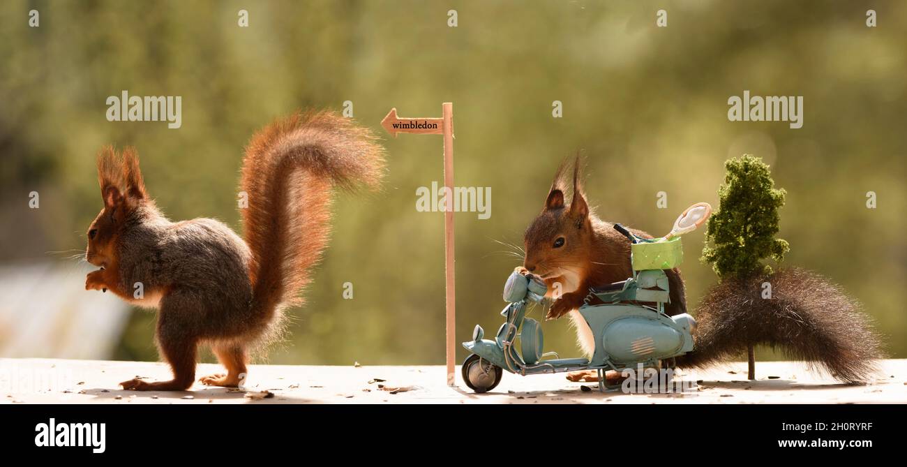 Red squirrel is holding an tennis racket hi-res stock photography and ...