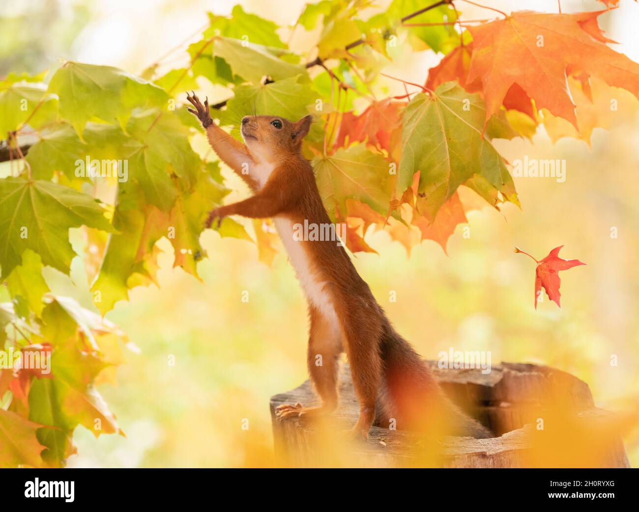red squirrel is reaching up from an branch with leaves Stock Photo - Alamy