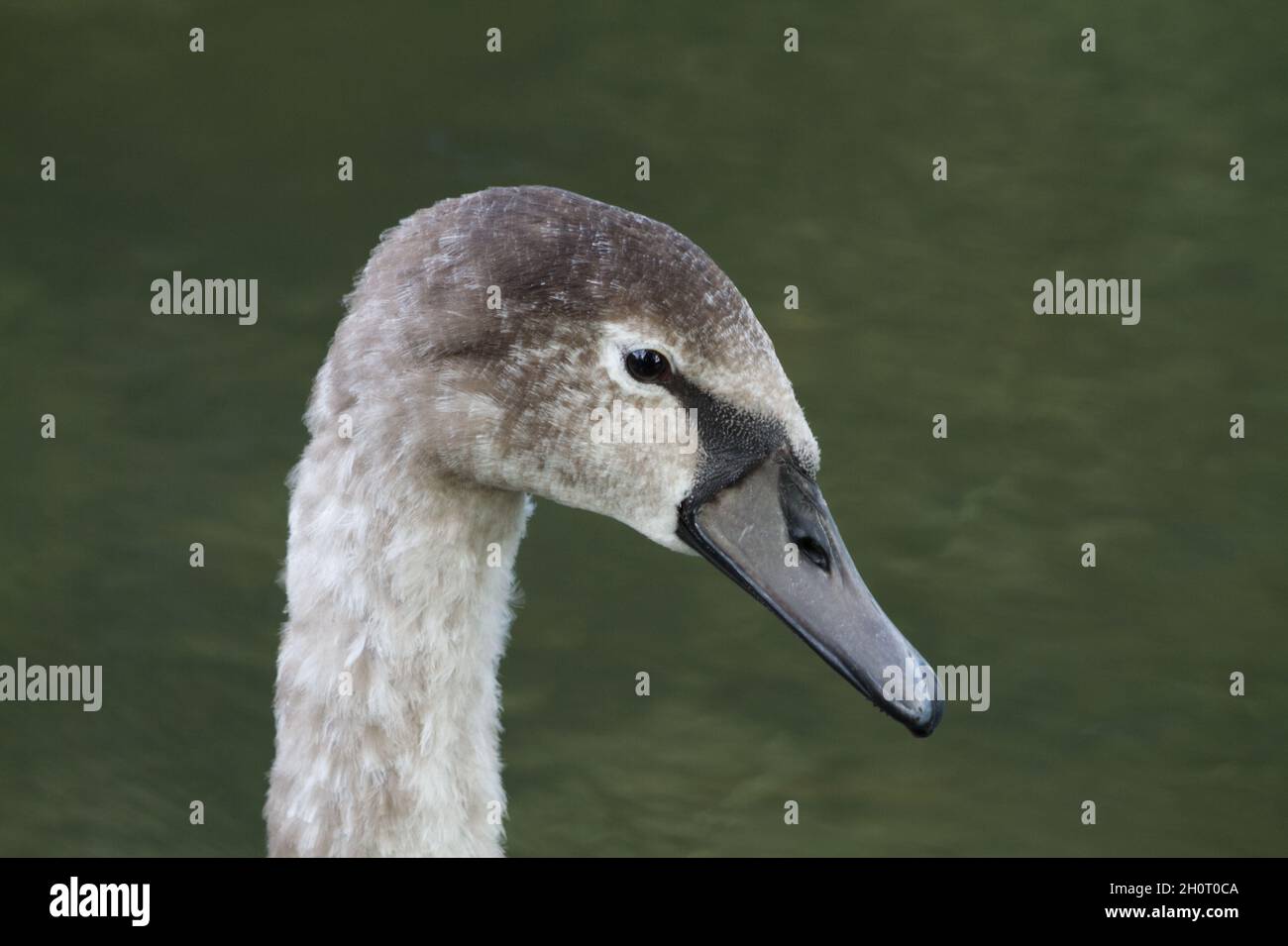 Young Mute swan known as a cygnet, head and neck with brown and grey ...