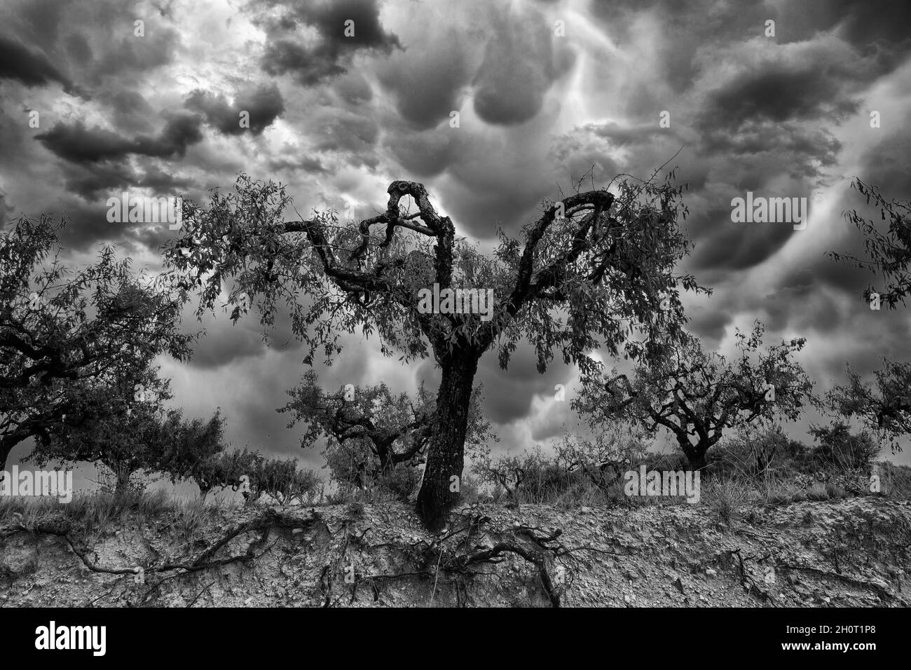Detail of old dry olive tree in nature Stock Photo - Alamy