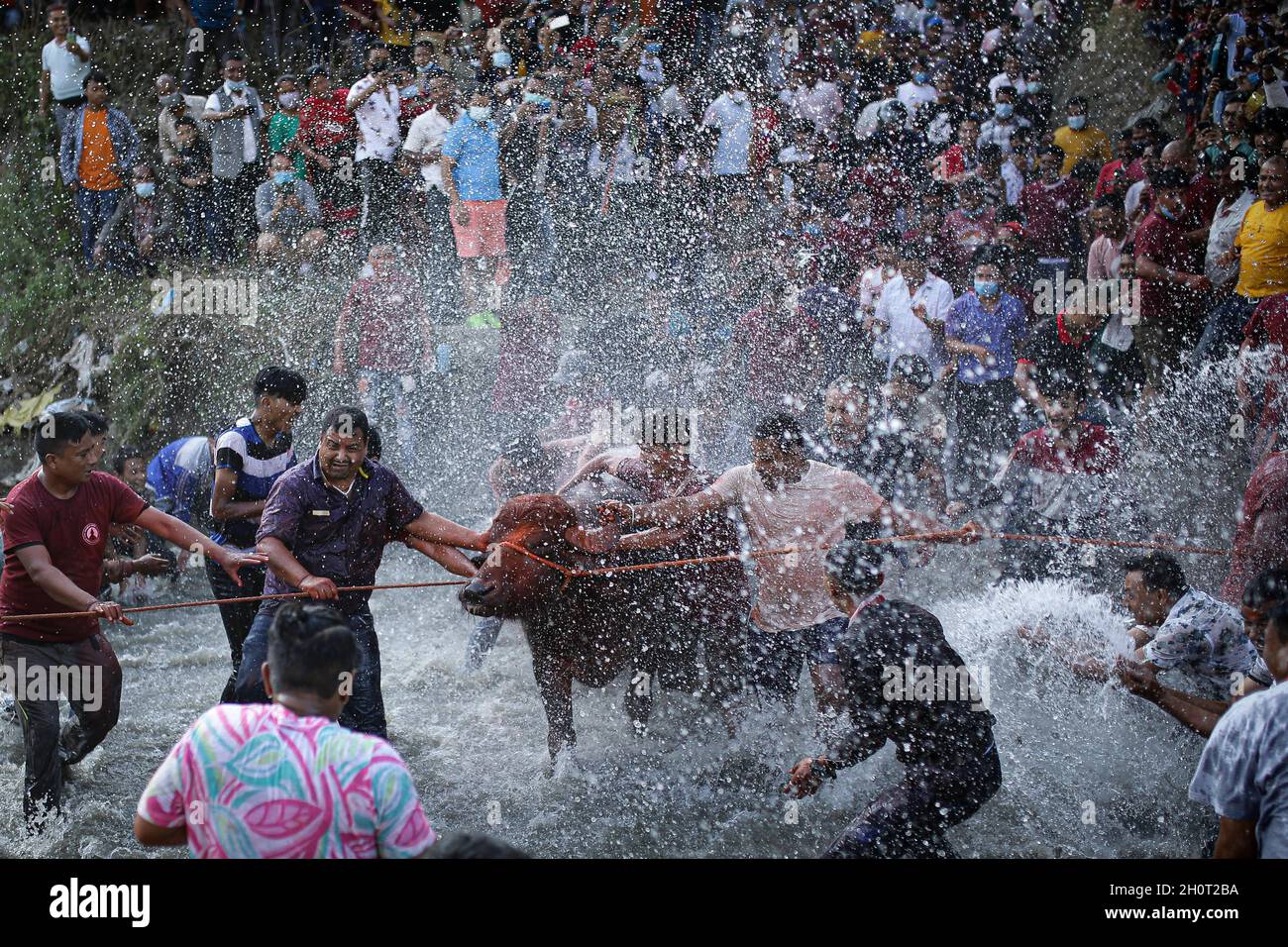 Hindu water buffalo hi-res stock photography and images - Alamy