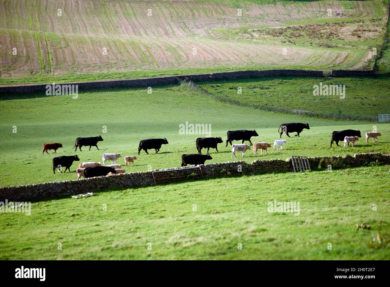 Aberdeen Angus Cattle Stock Photo - Alamy