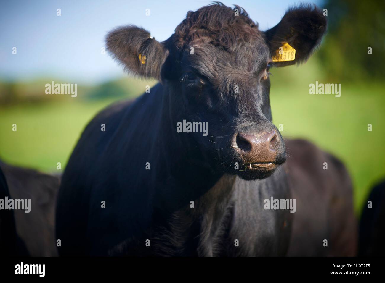 Aberdeen Angus Cattle Stock Photo - Alamy