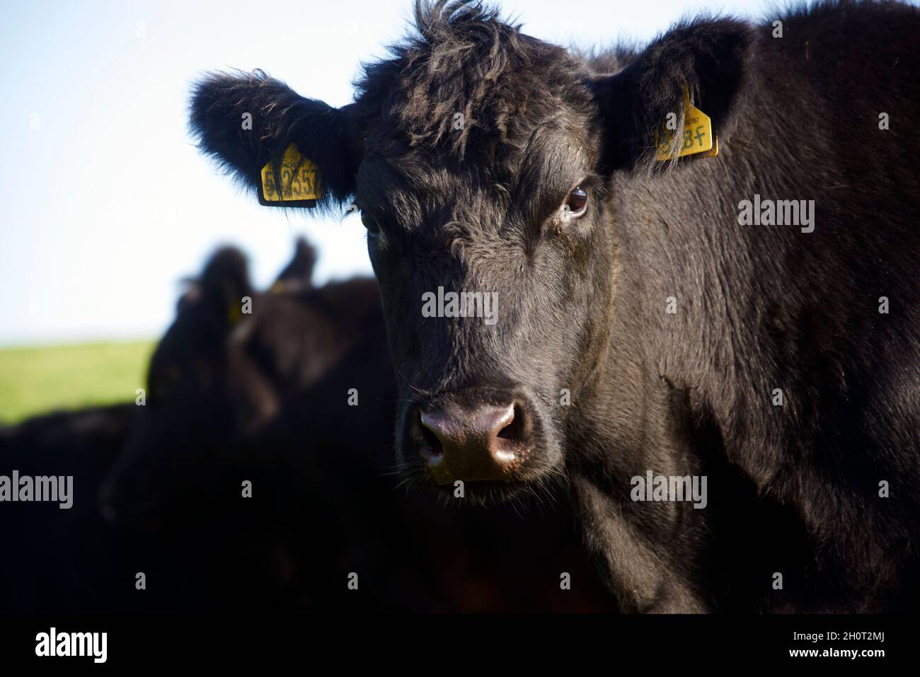 Aberdeen Angus Cattle Stock Photo - Alamy