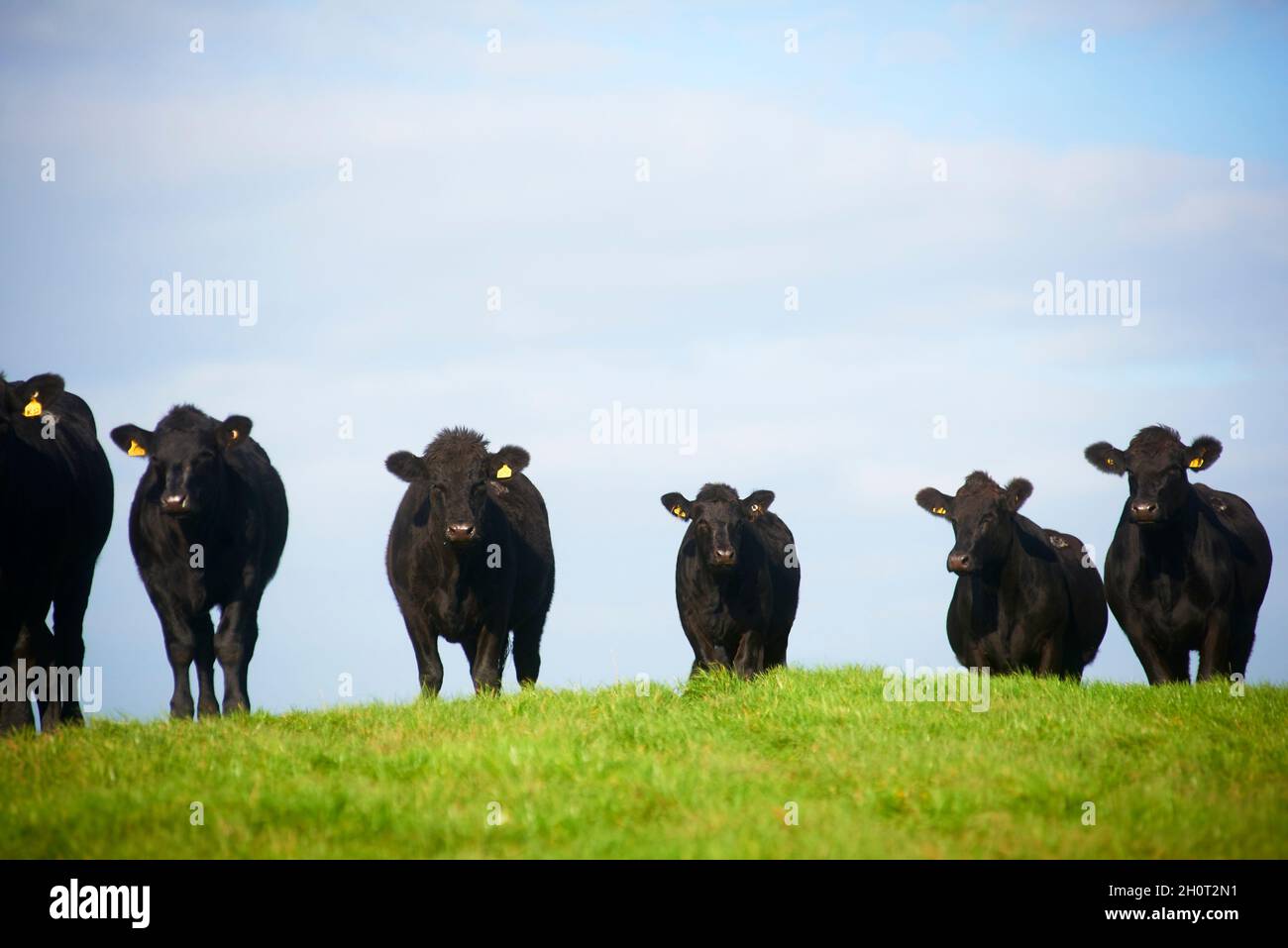 Aberdeen Angus Cattle Stock Photo - Alamy