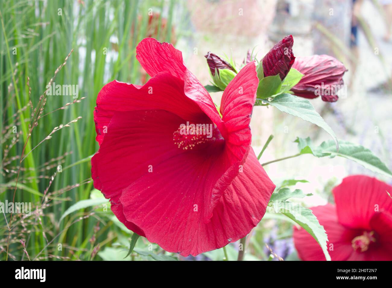red hibiscus in the garden Stock Photo - Alamy