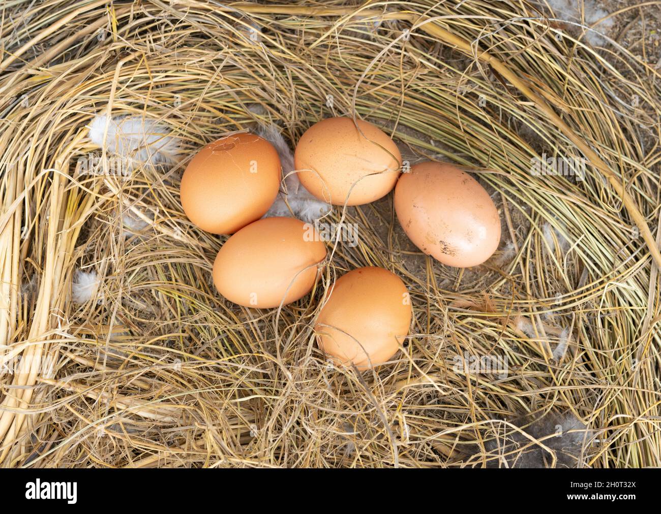 group of eggs orange oval shape food on nest Stock Photo - Alamy
