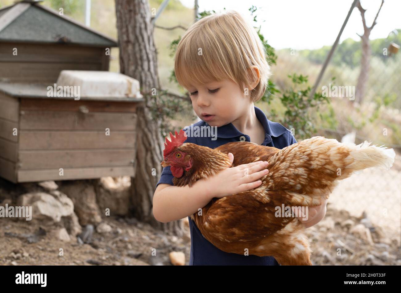 Cute little boy holding a chicken in his hands Stock Photo - Alamy