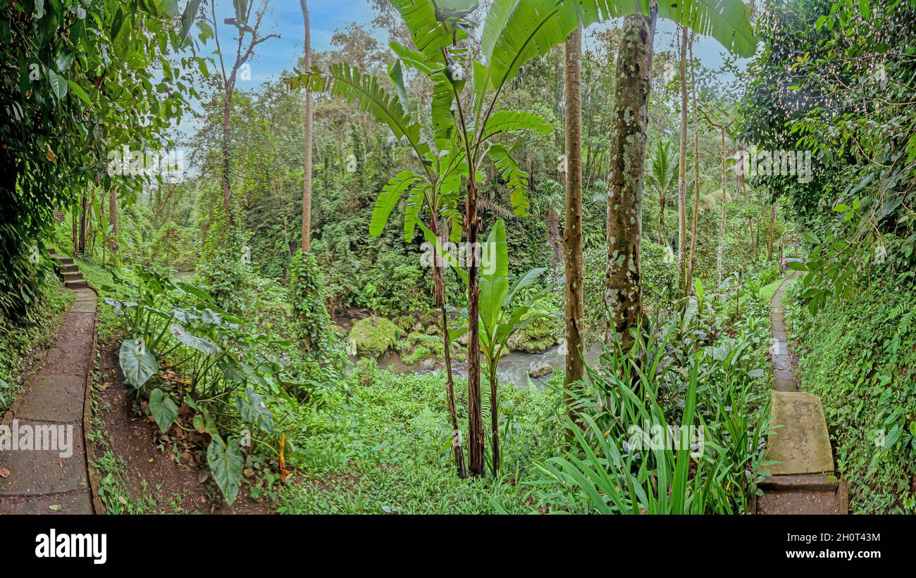 Panoramic picture from balinese jungle with dense vegetation and ...