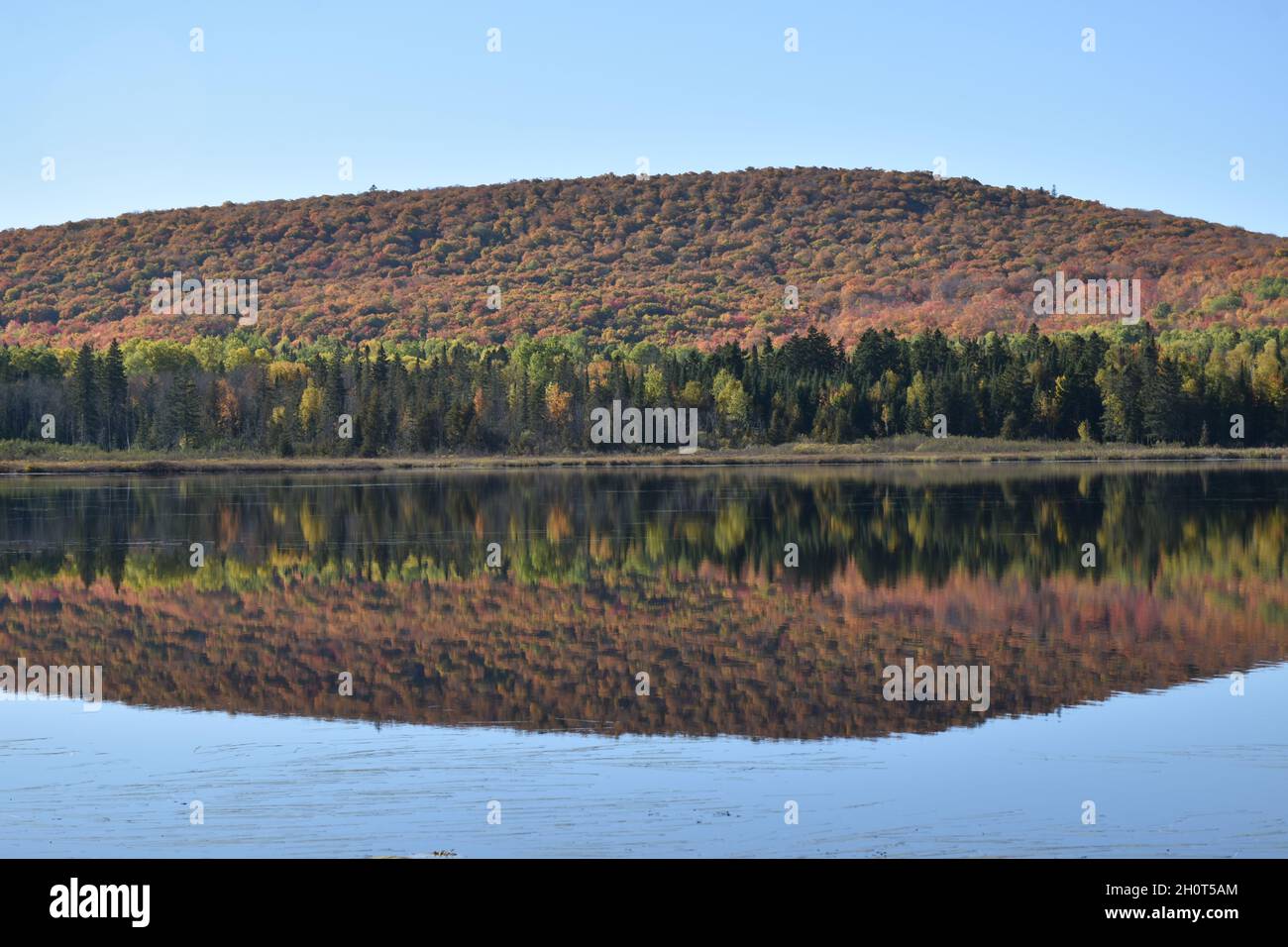 árbol lac hi-res stock photography and images - Alamy
