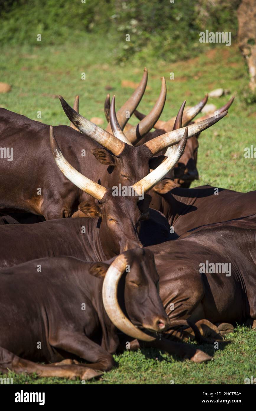 Watusi hatchlings hi-res stock photography and images - Alamy