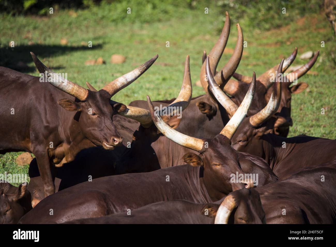 Herd of Watusi resting and lying Stock Photo - Alamy