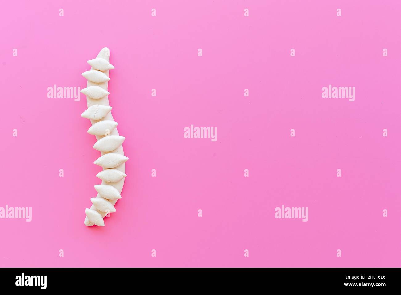 Healthy human spinal column skeleton model. Top view Stock Photo - Alamy