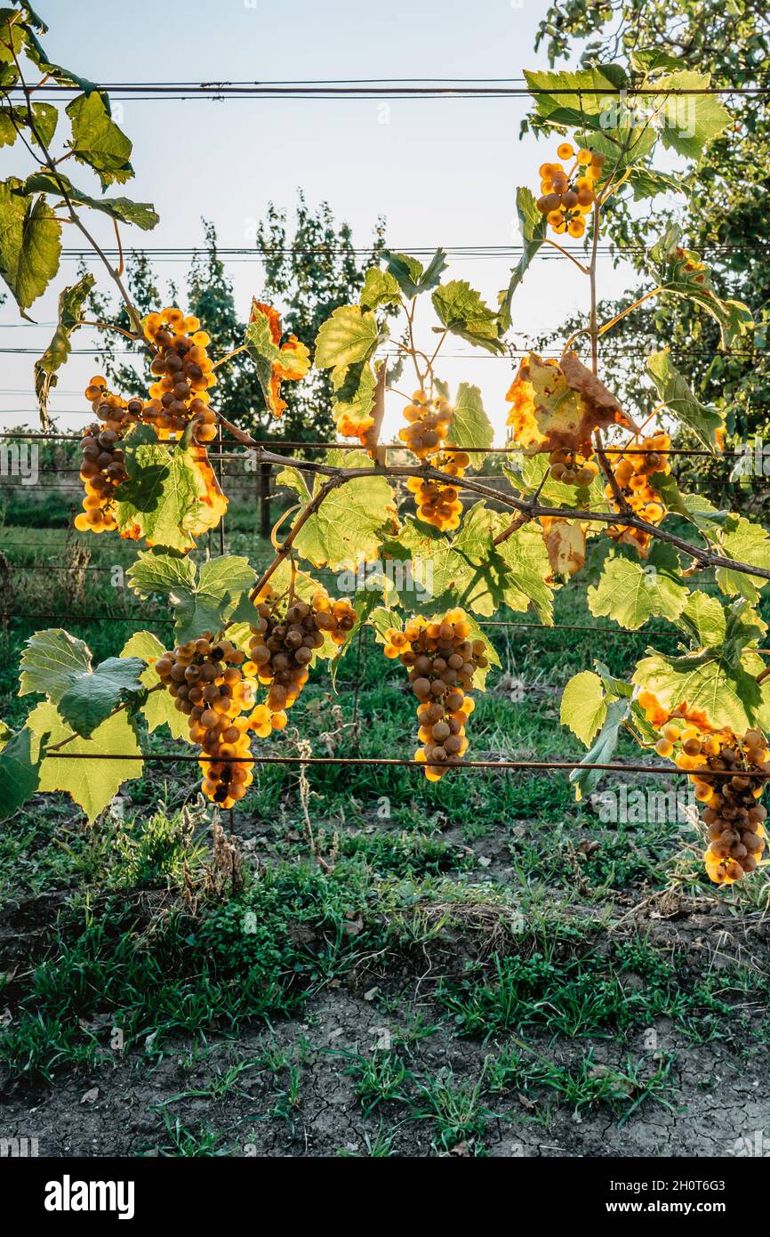 Detail of sweet organic juicy grapevine in sunny autumn.Closeup of ...