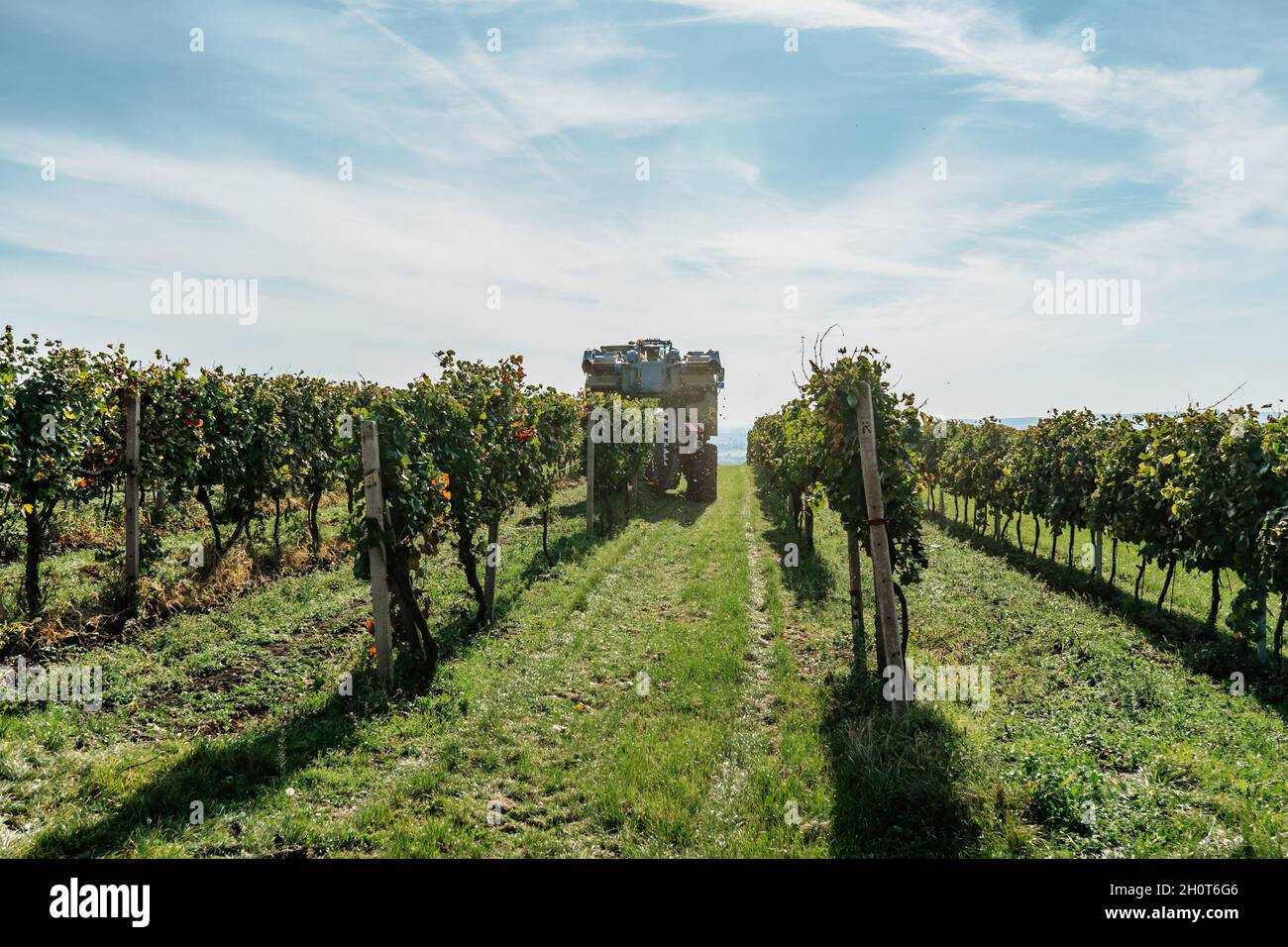 Combine harvester machine in vineyard,south Moravia.Wine making concept ...