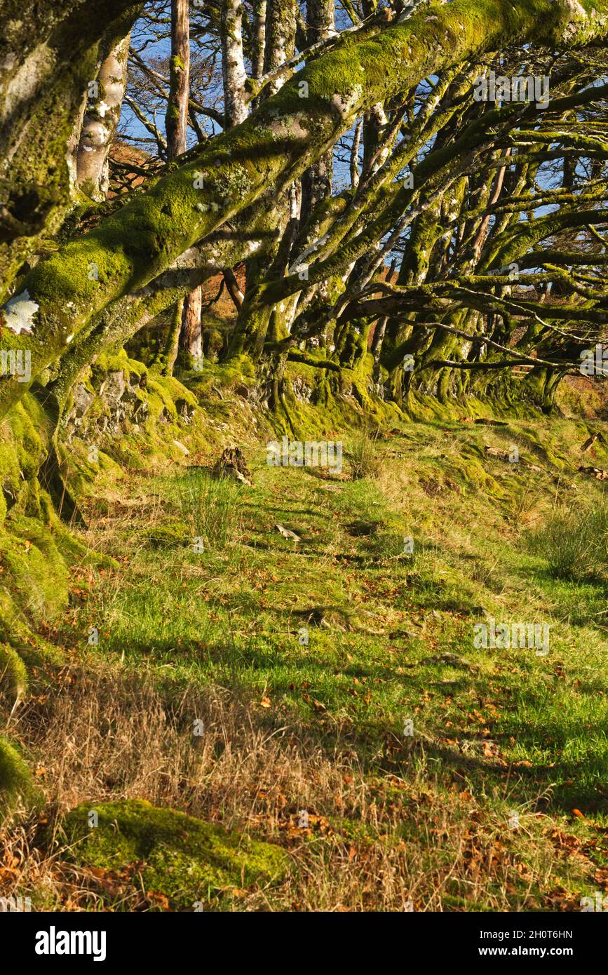 Cow castle exmoor hi-res stock photography and images - Alamy
