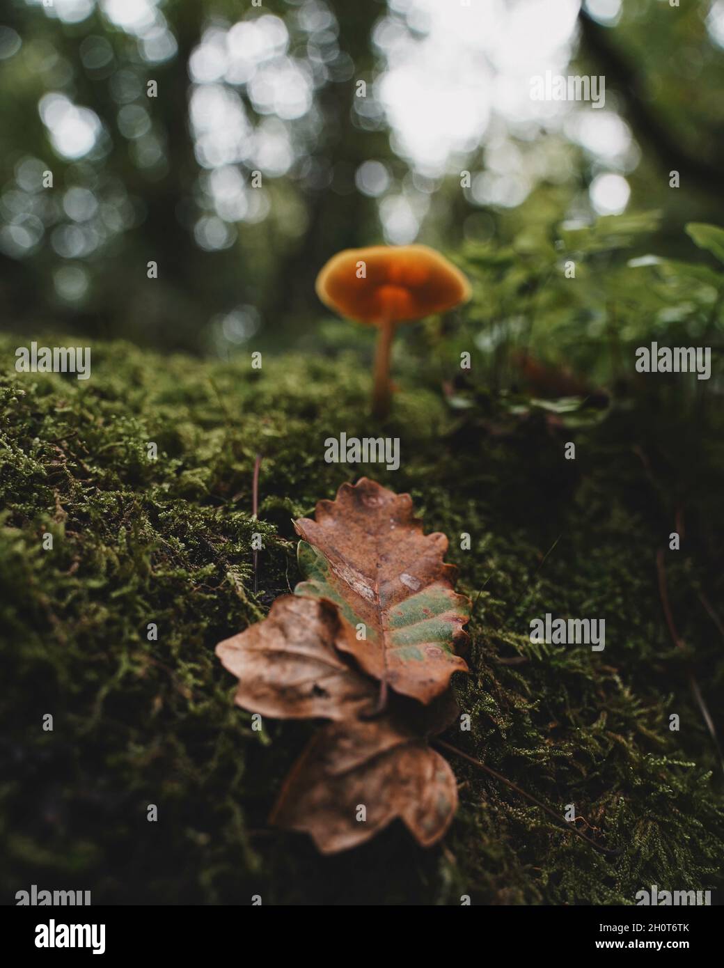 Orange milkcap mushroom growing in a forest Stock Photo - Alamy