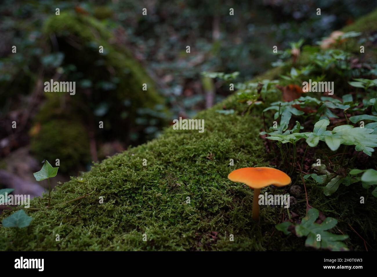 Orange milkcap mushroom growing in a forest Stock Photo - Alamy