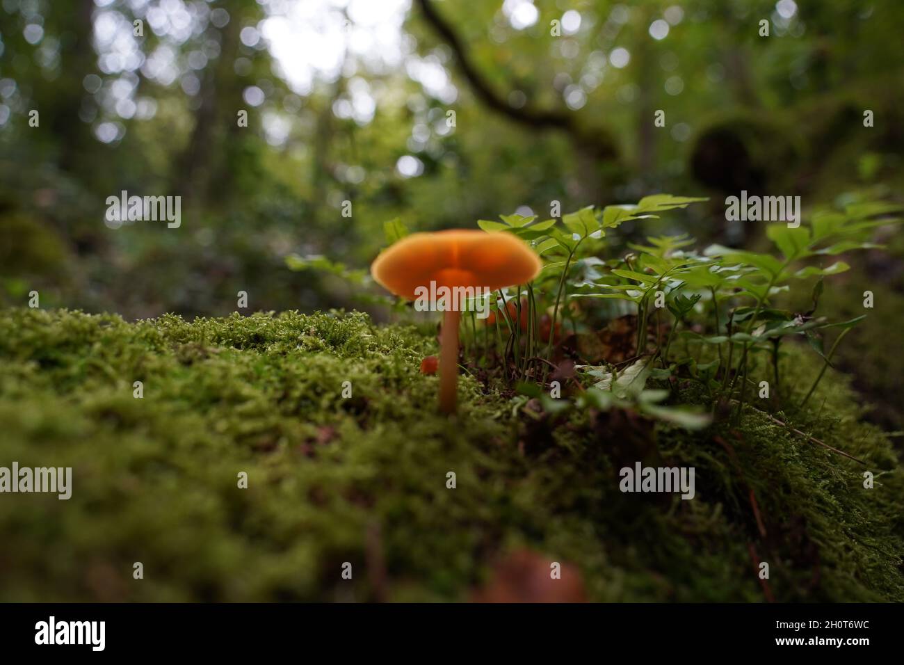 Orange milkcap mushroom growing in a forest Stock Photo - Alamy