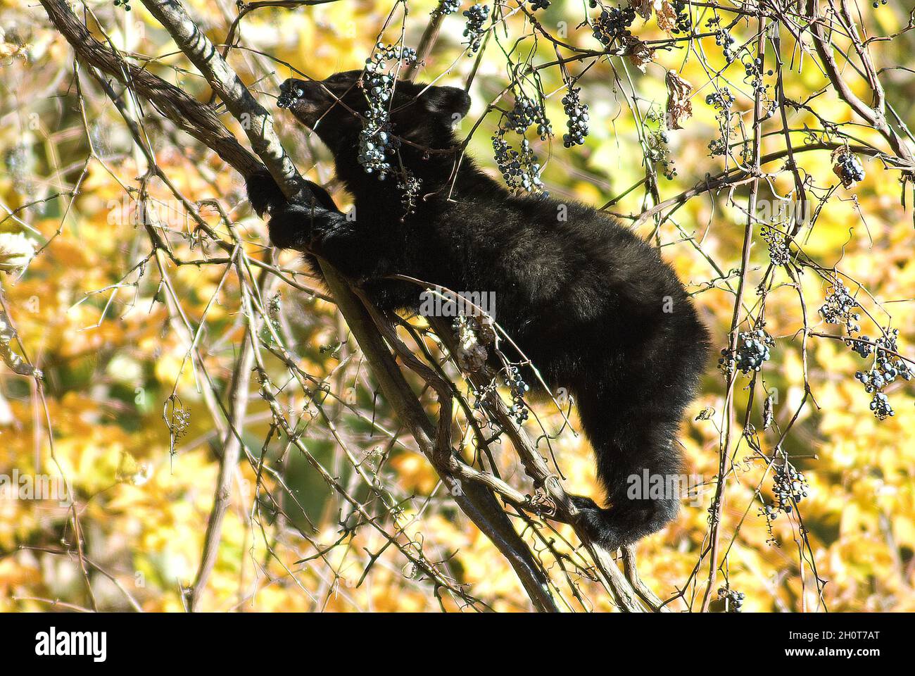 Smokey the bear cub hi-res stock photography and images - Alamy