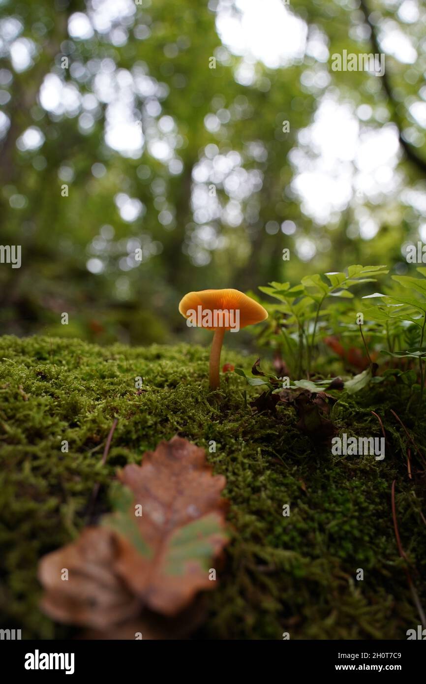 Orange milkcap mushroom growing in a forest Stock Photo - Alamy