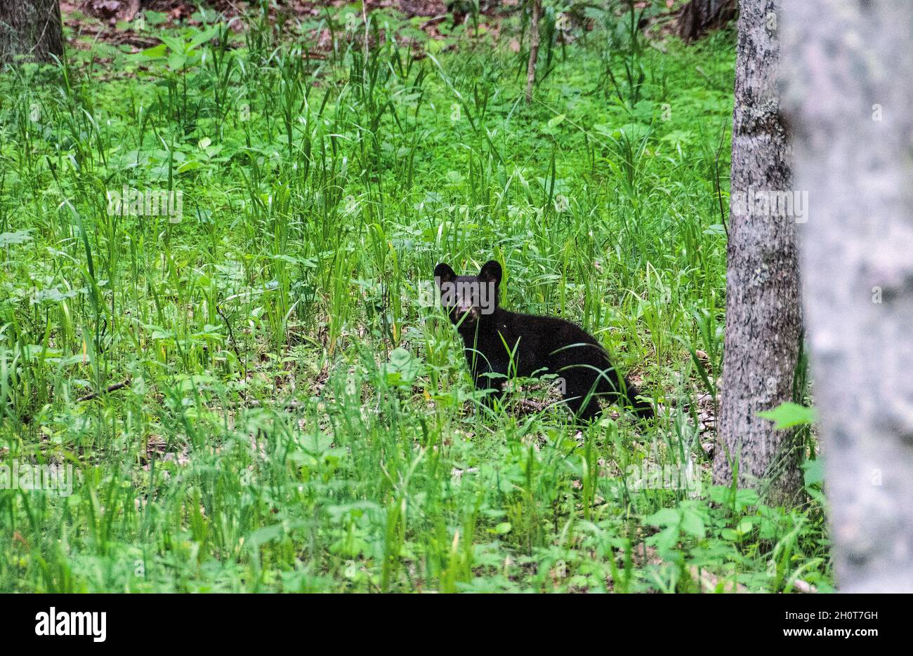 Riding mountain national park bear cub hi-res stock photography and ...